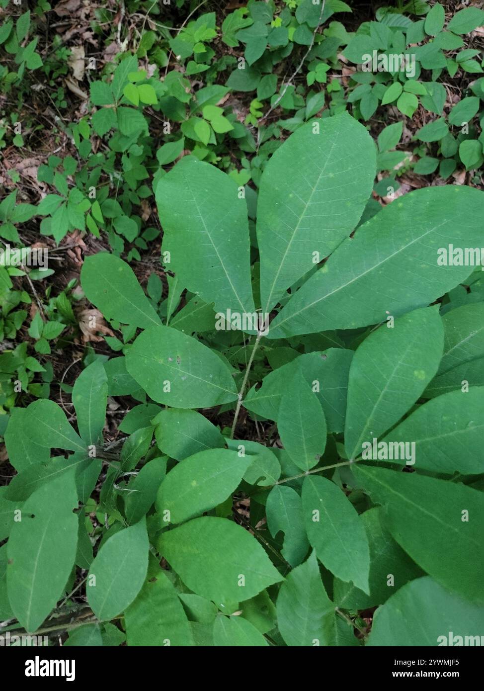bitternut hickory (Carya cordiformis Stock Photo - Alamy