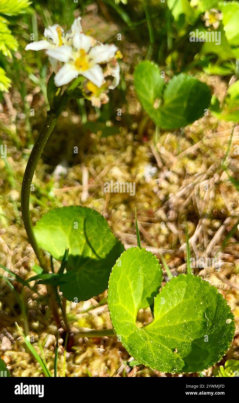 Deer-cabbage (Nephrophyllidium crista-galli Stock Photo - Alamy