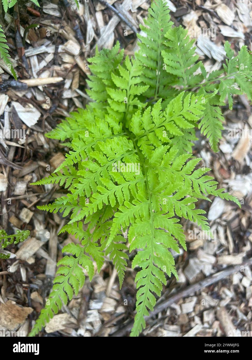 southern lady fern (Athyrium asplenioides Stock Photo - Alamy