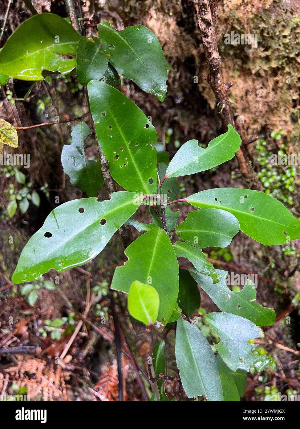 Lowland Horopito (Pseudowintera axillaris Stock Photo - Alamy