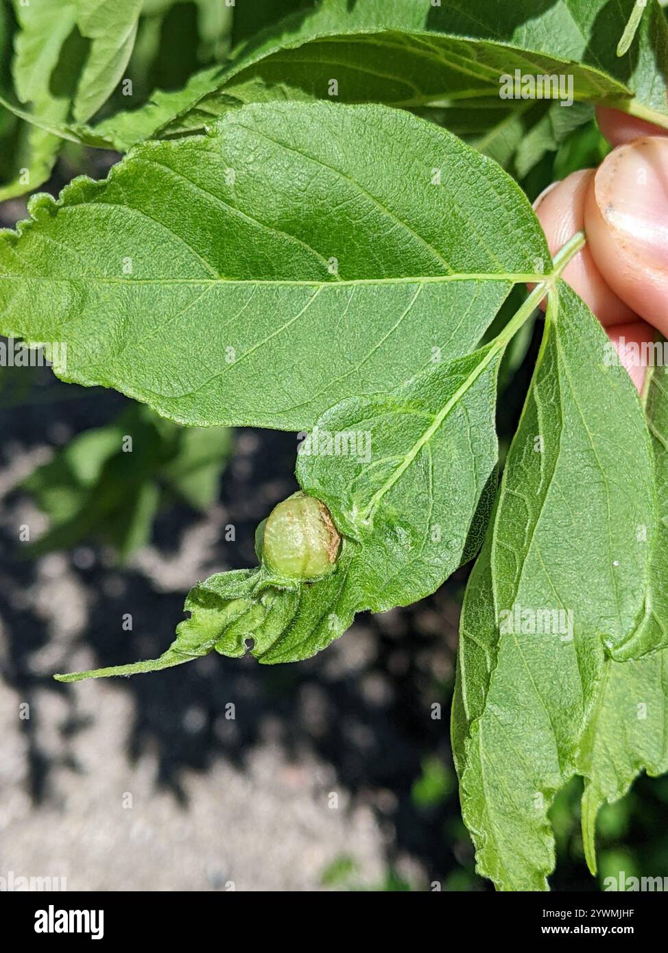 box elder gall midge (Contarinia negundinis Stock Photo - Alamy