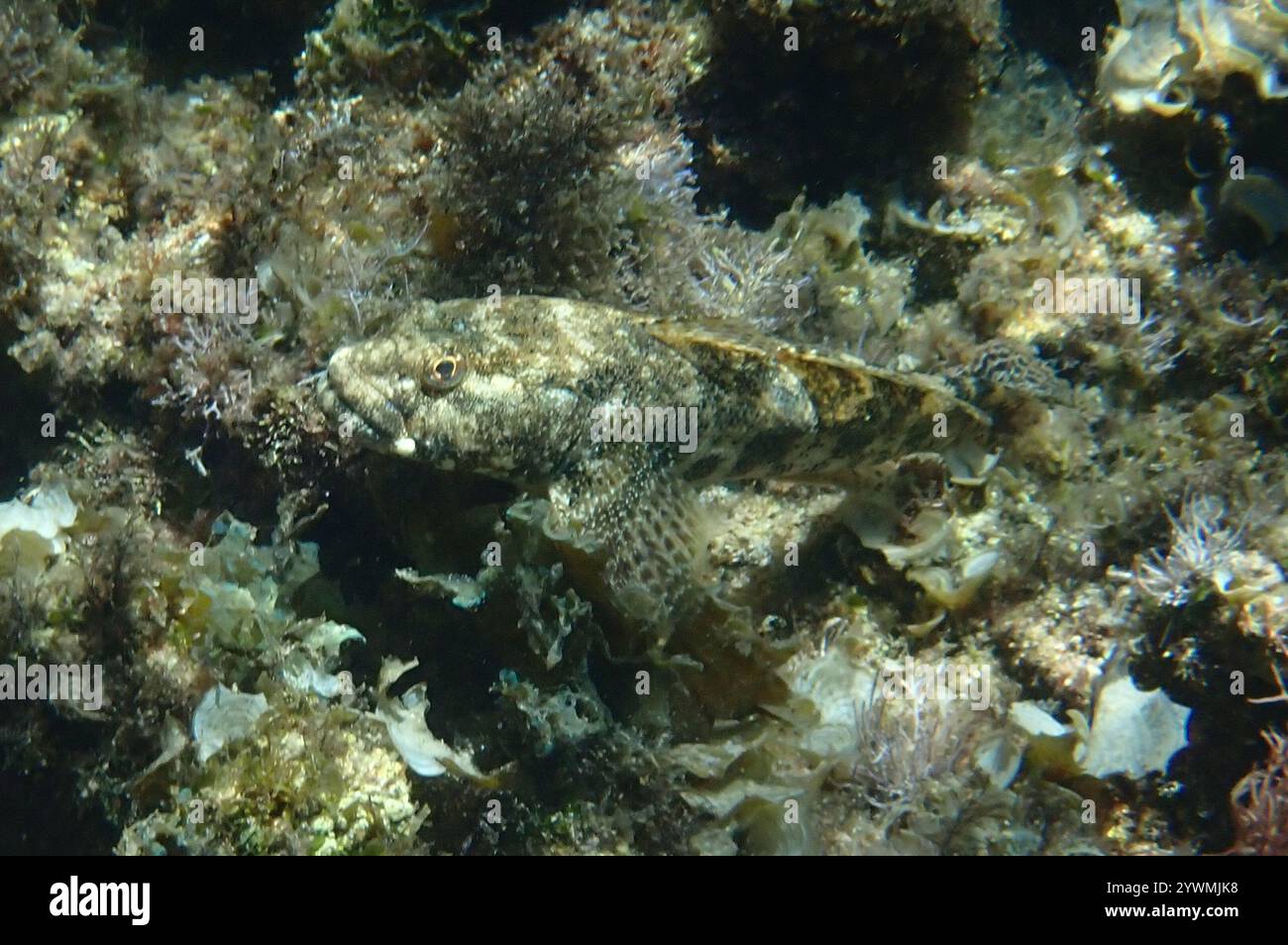 Gobius cobitis hi-res stock photography and images - Alamy