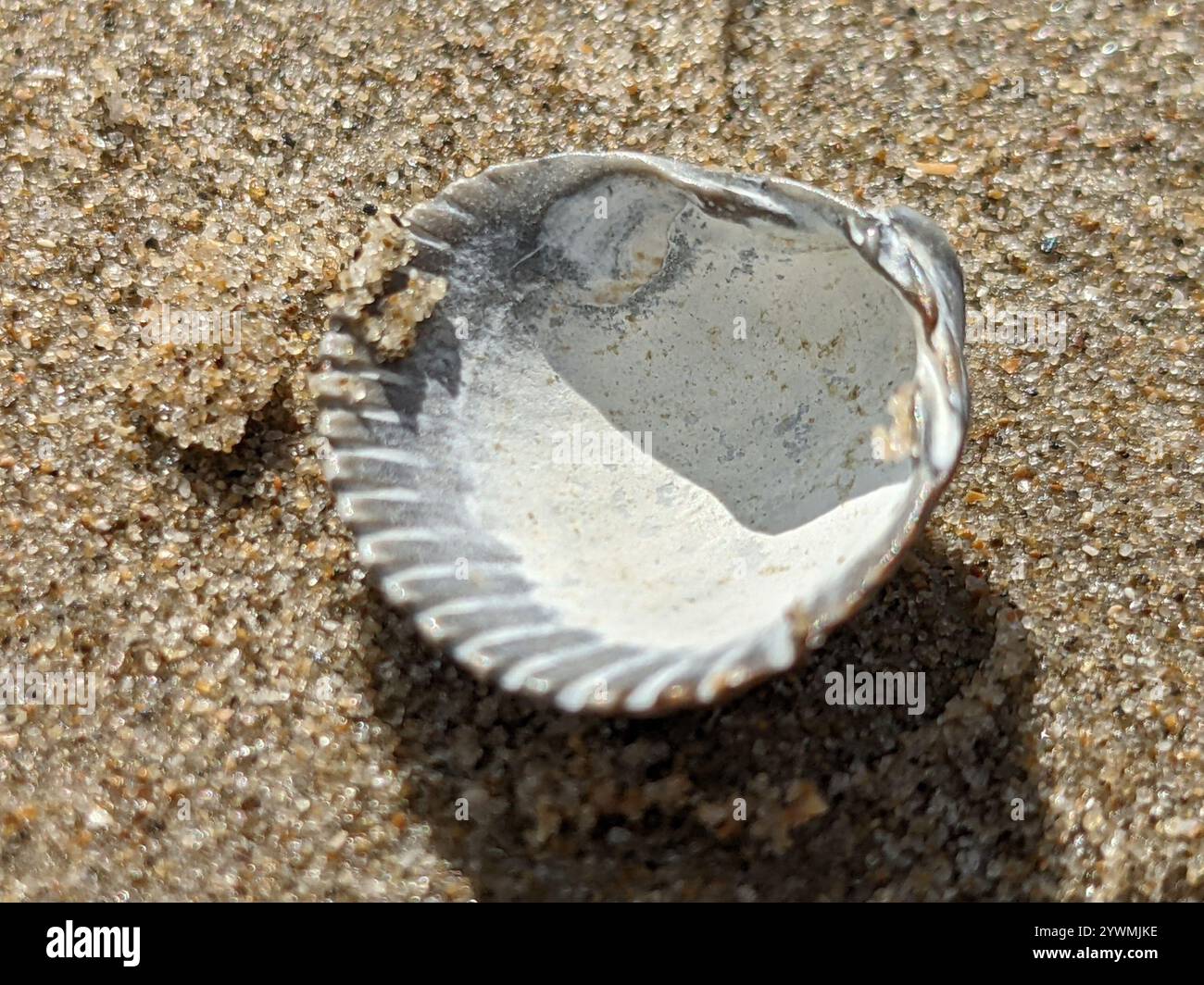 Common Cockle (Cerastoderma edule Stock Photo - Alamy