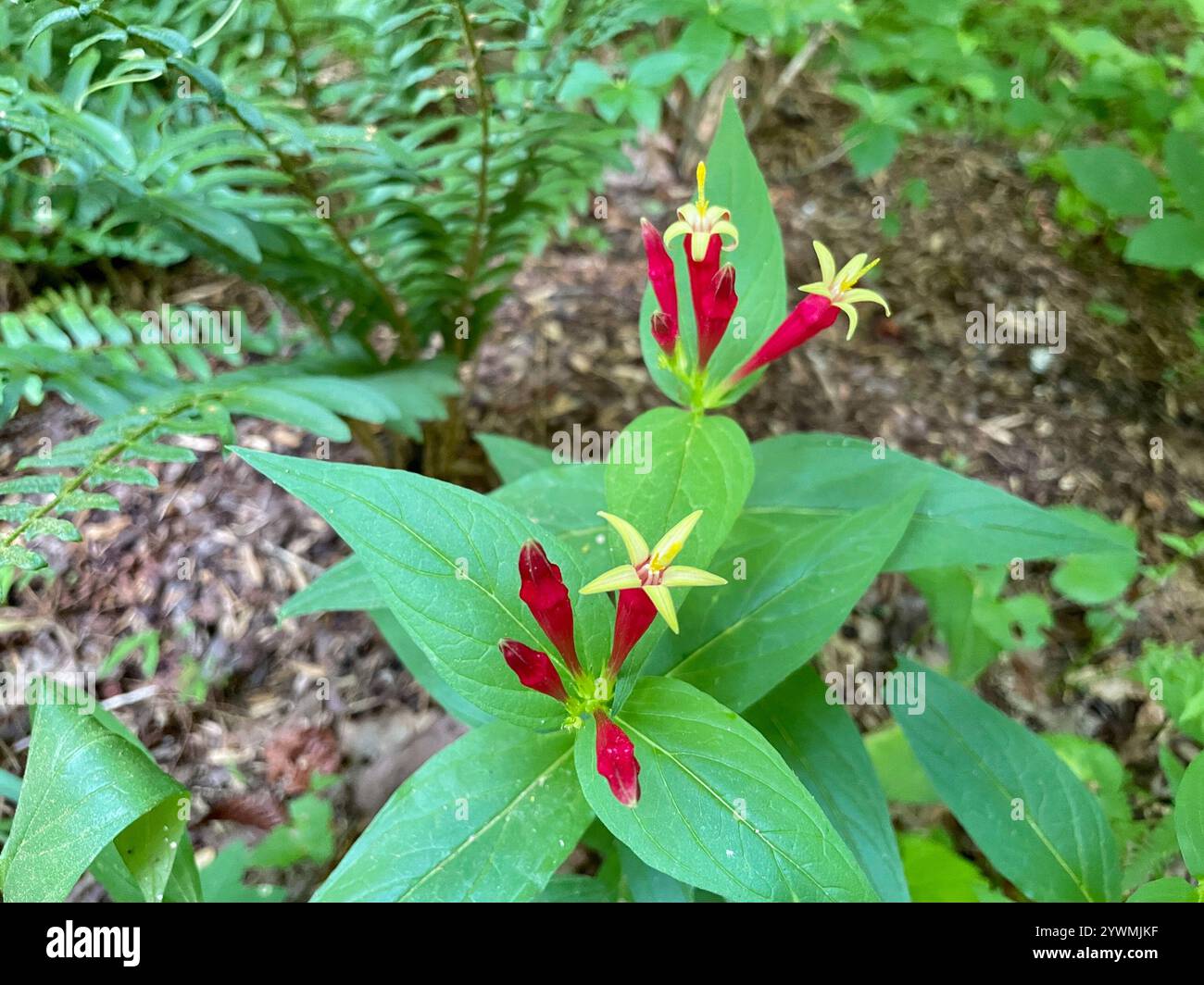 woodland pinkroot (Spigelia marilandica Stock Photo - Alamy