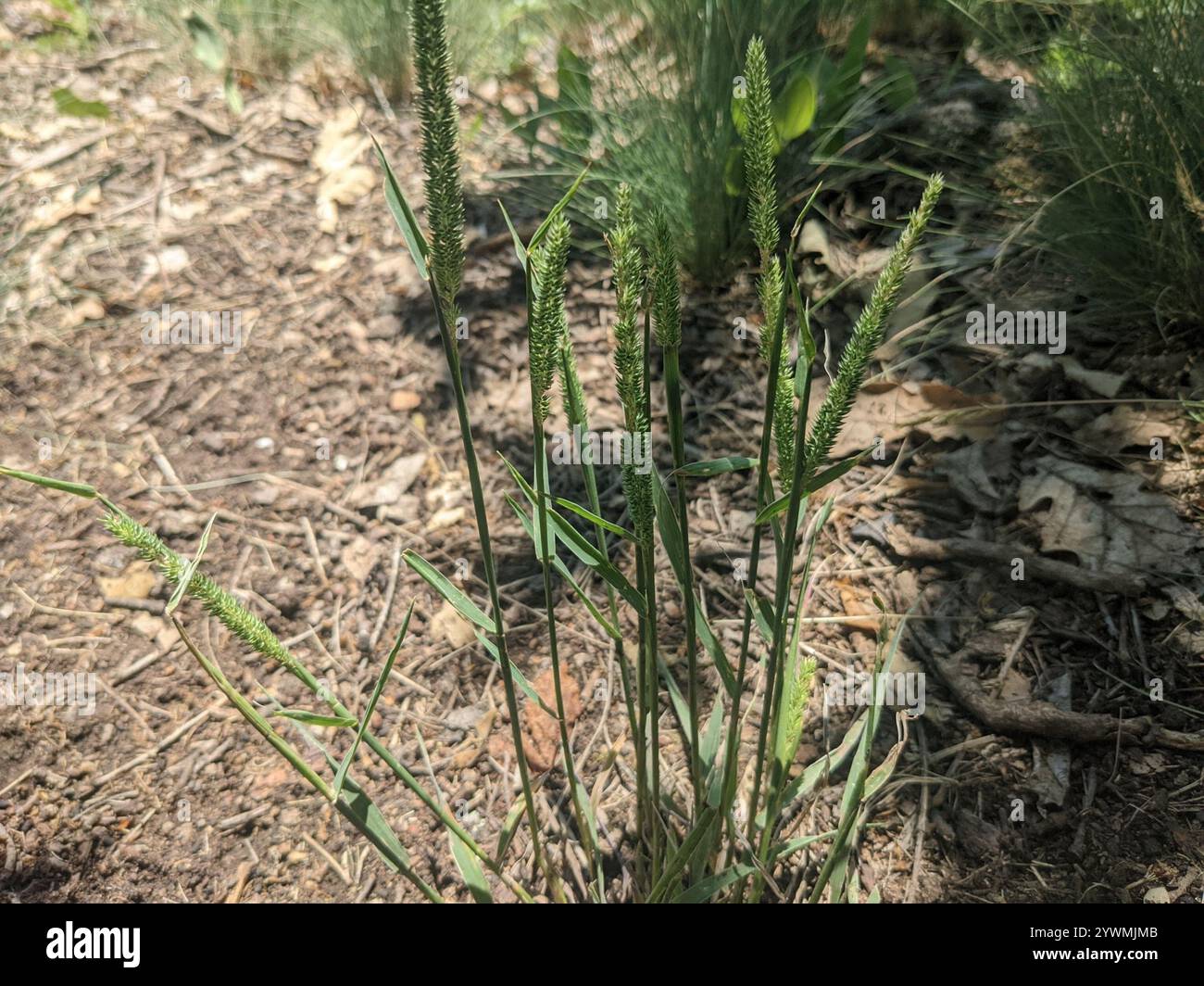 Purple-stem Cat's-tail (Phleum phleoides Stock Photo - Alamy