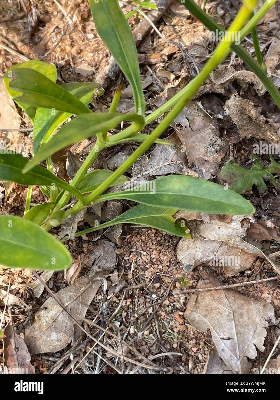 Lance-leaved Coreopsis (Coreopsis lanceolata Stock Photo - Alamy