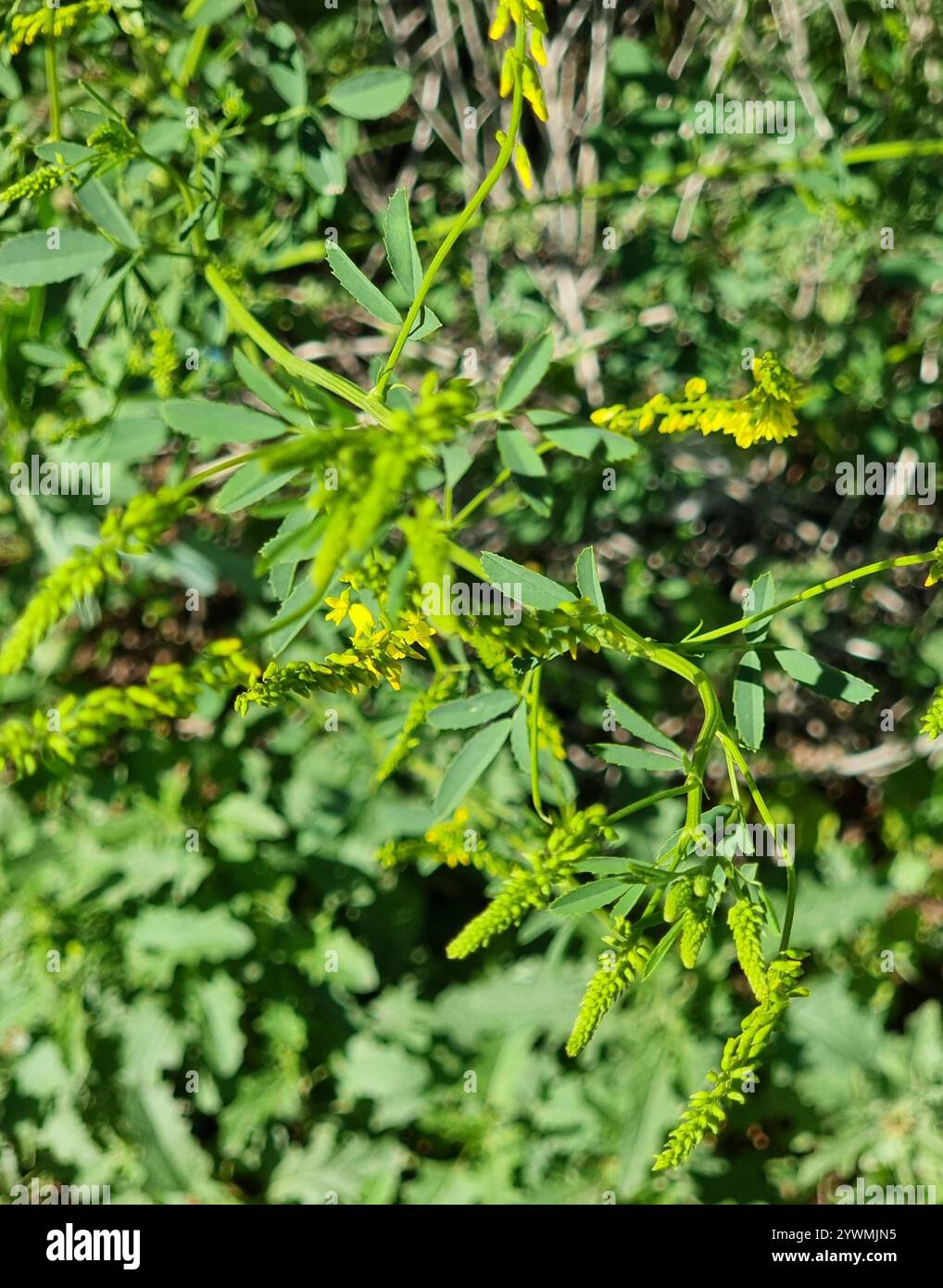 Yellow Sweetclover (Melilotus officinalis Stock Photo - Alamy