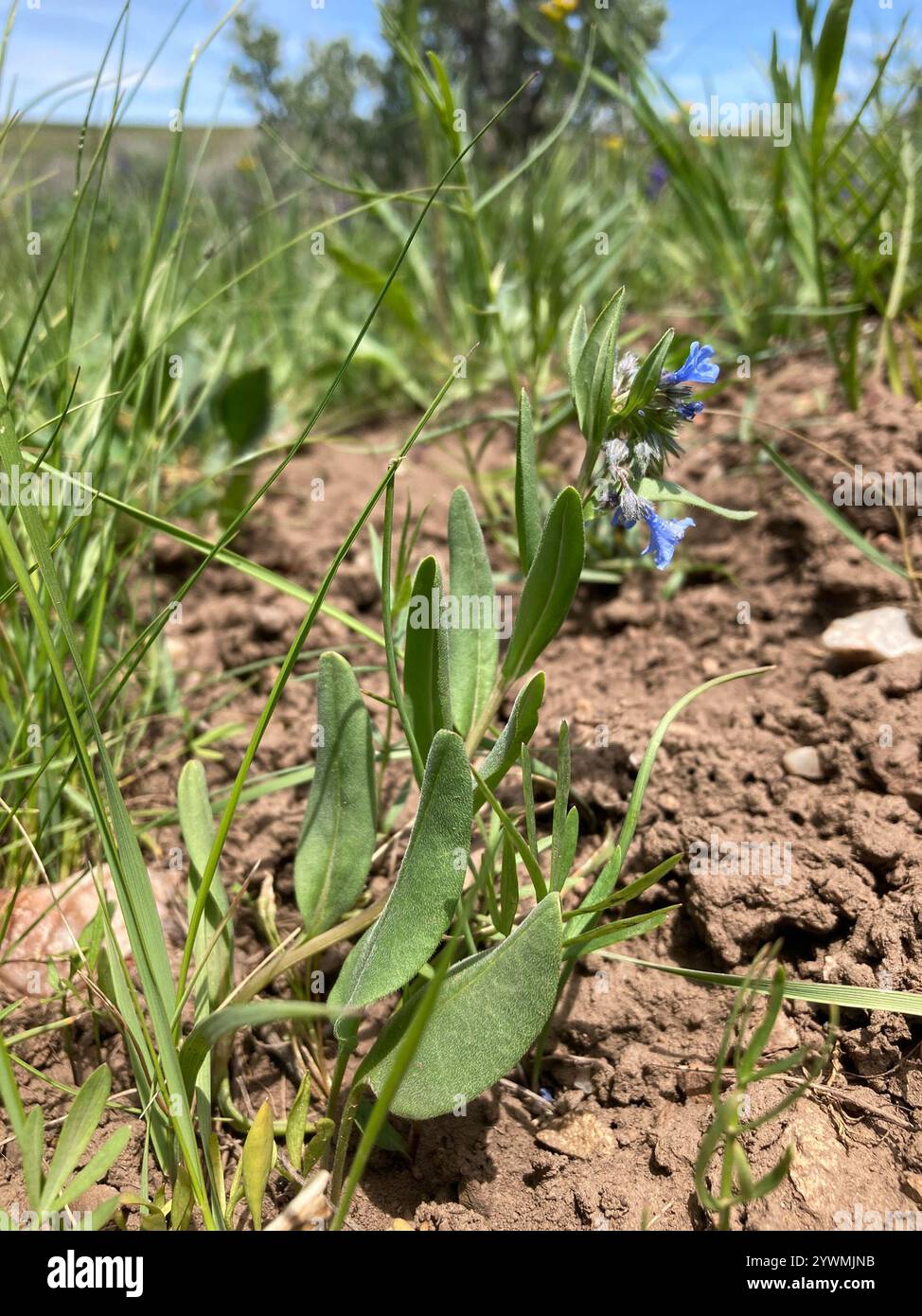 Shortstyle Bluebells (Mertensia brevistyla Stock Photo - Alamy