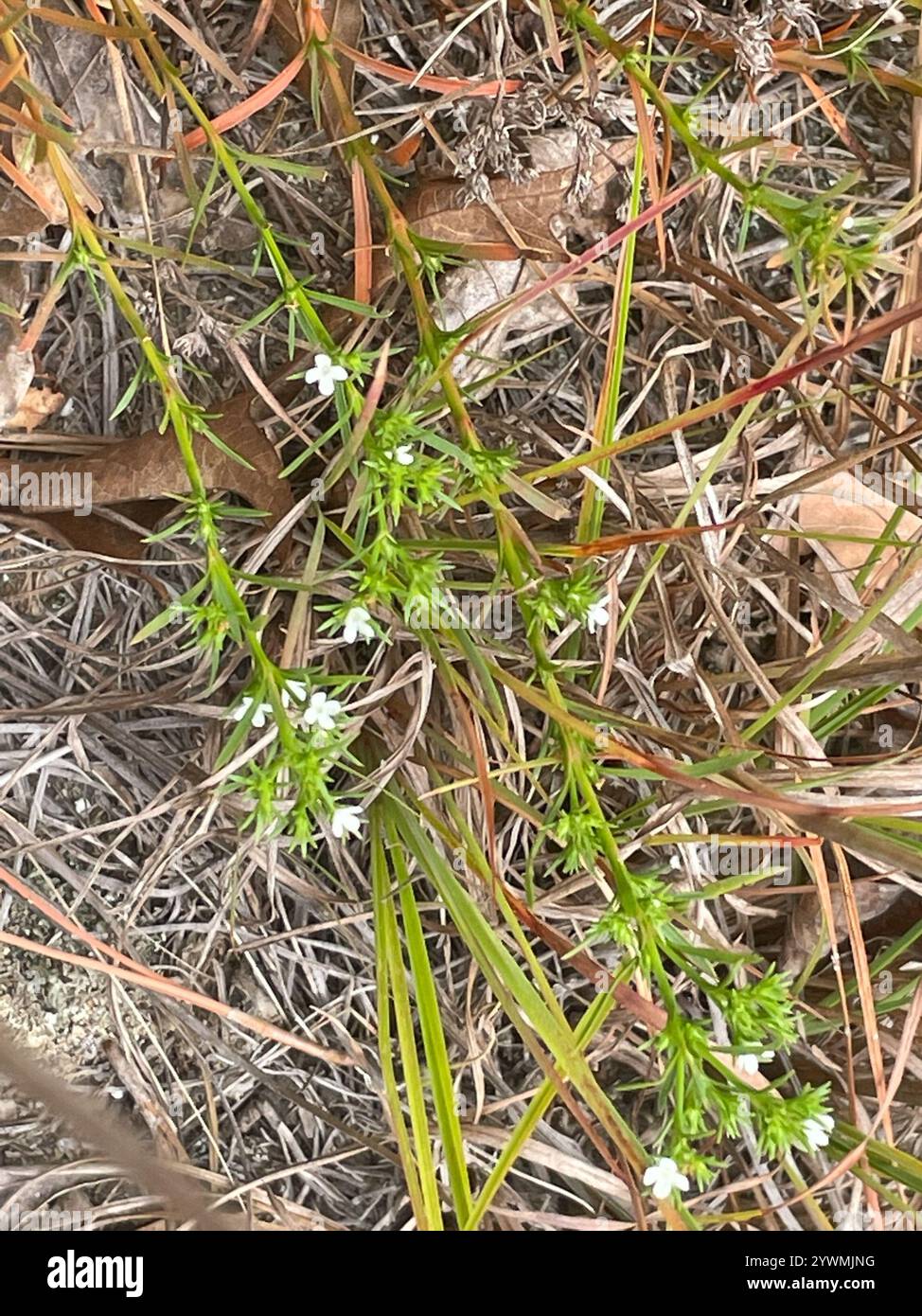 Rust Weed (Polypremum procumbens Stock Photo - Alamy