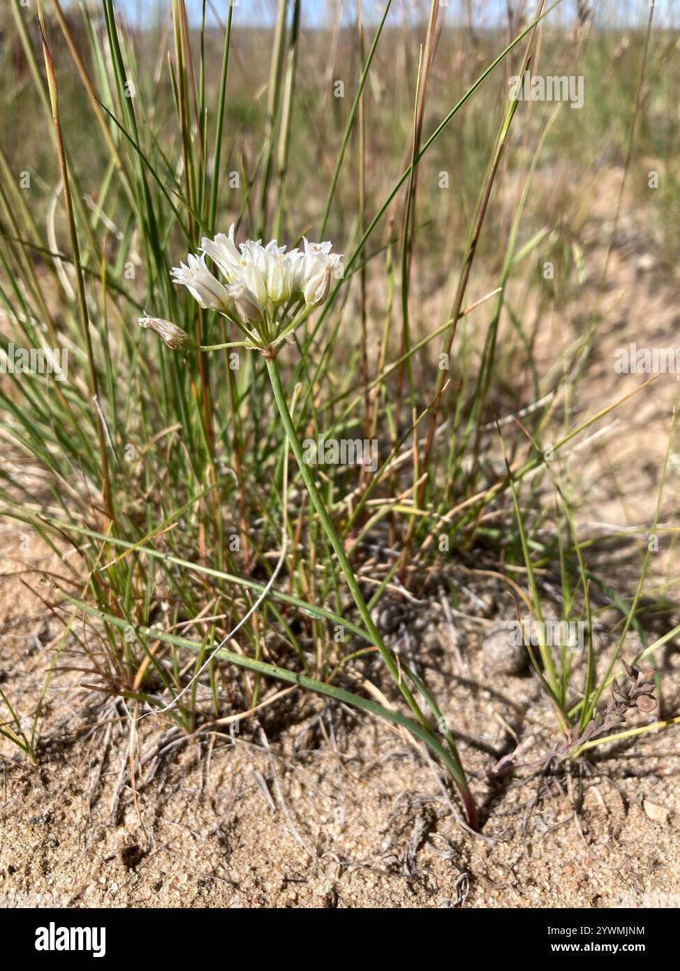 Textile onion (Allium textile Stock Photo - Alamy