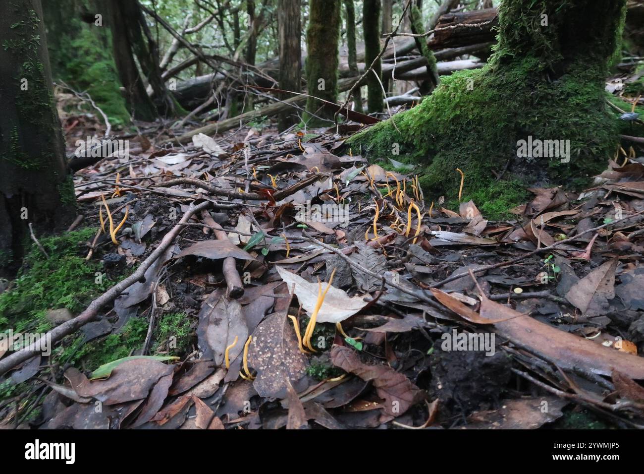 antler and spindle fungi (Clavariaceae Stock Photo - Alamy