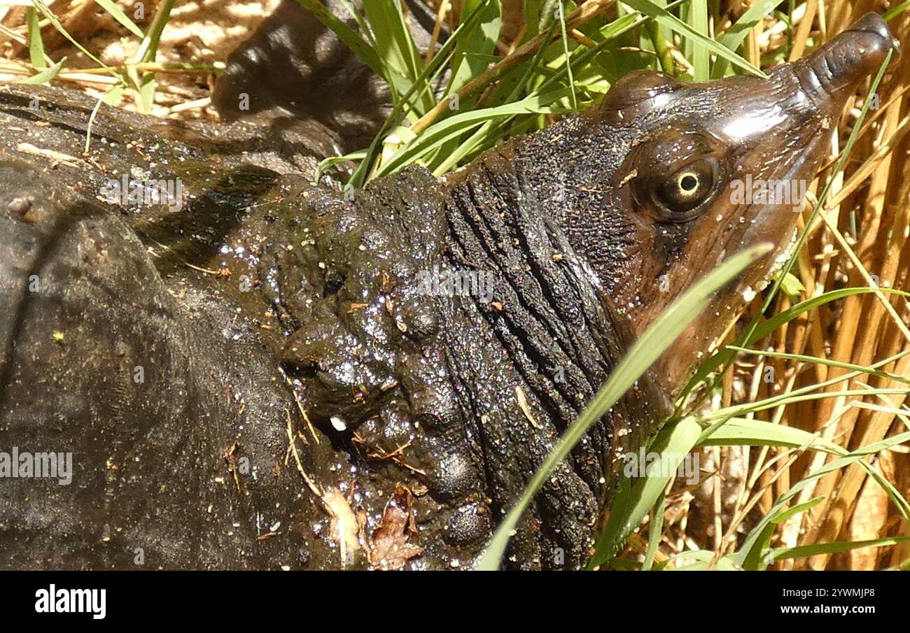 Florida Softshell Turtle (Apalone ferox Stock Photo - Alamy