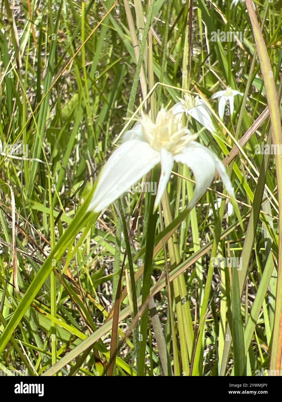 whitetop sedge (Rhynchospora colorata Stock Photo - Alamy