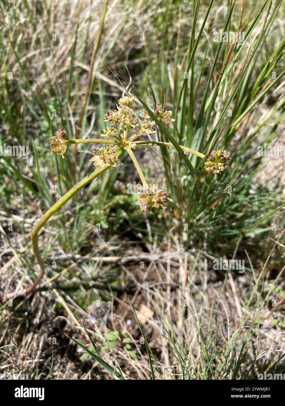 Lomatium root hi-res stock photography and images - Alamy