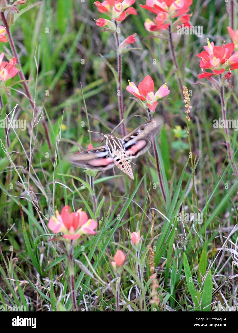 White-lined Sphinx (Hyles lineata Stock Photo - Alamy