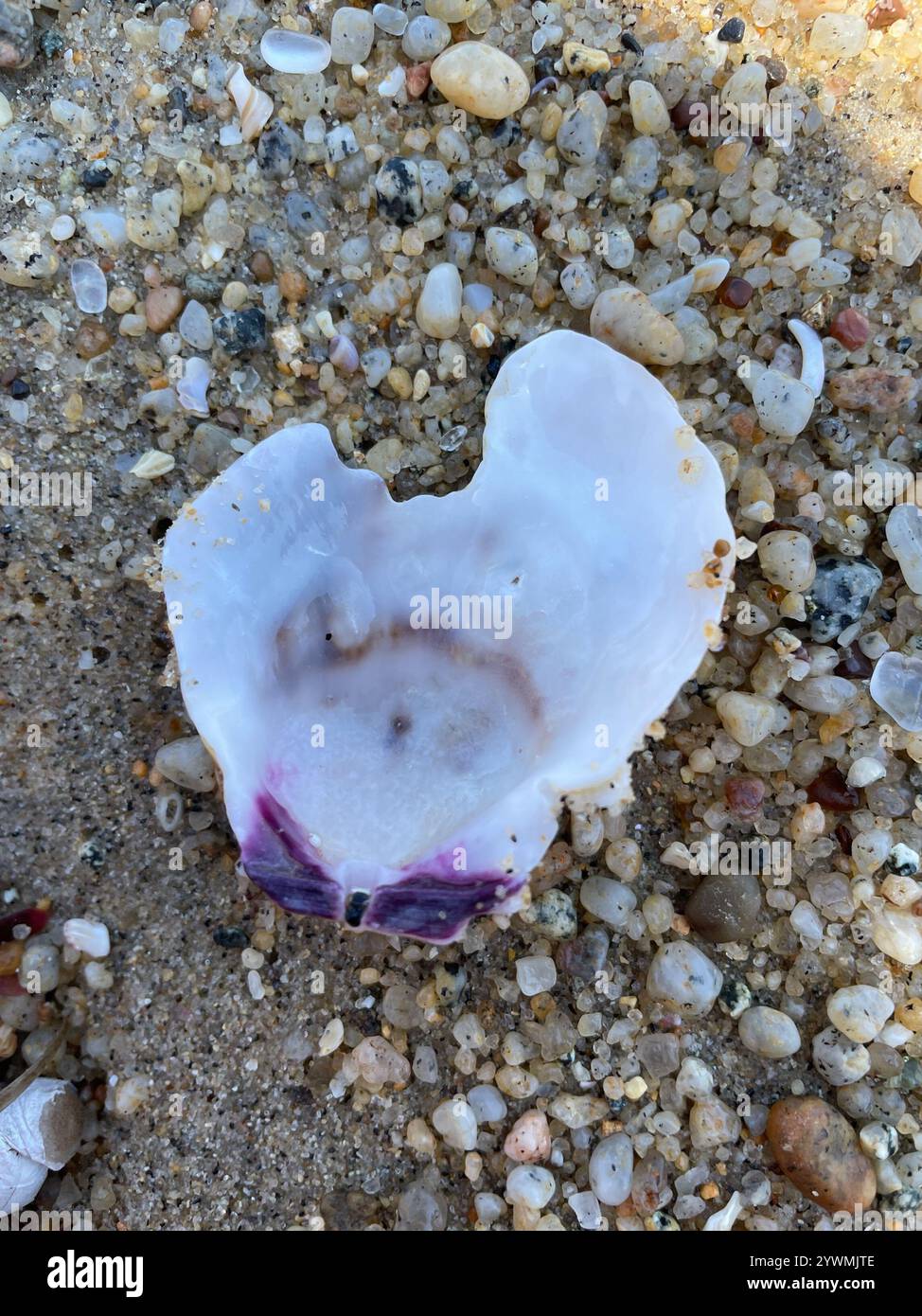 Giant Rock Scallop (Crassadoma gigantea Stock Photo - Alamy