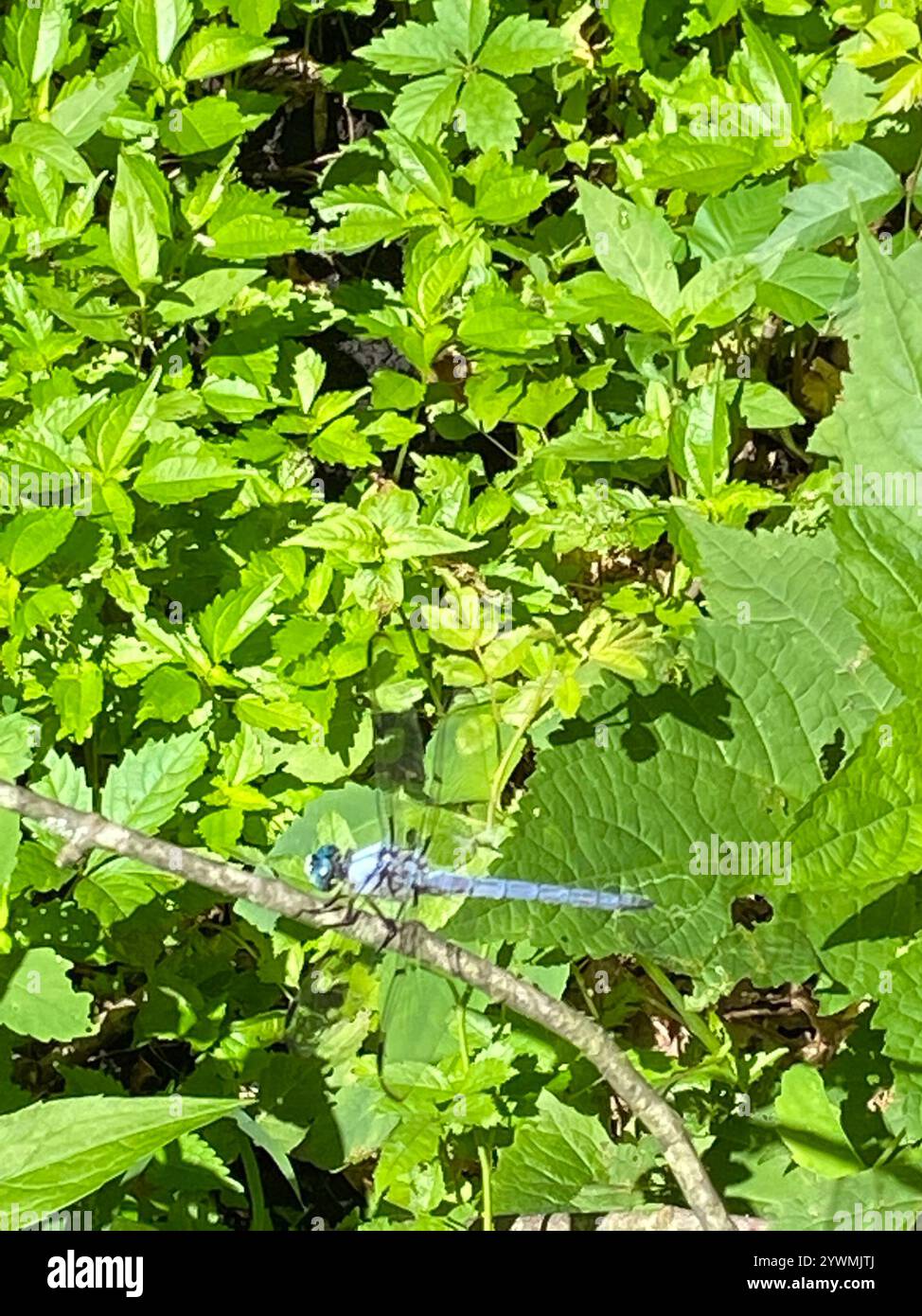 Great Blue Skimmer (Libellula vibrans Stock Photo - Alamy