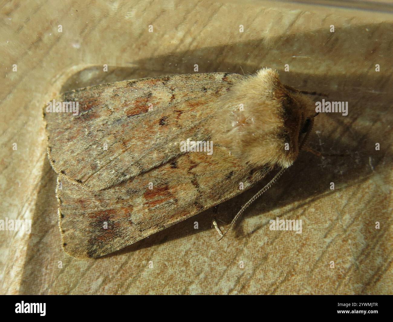 Diarsia mendica diarsia mendica hi-res stock photography and images - Alamy