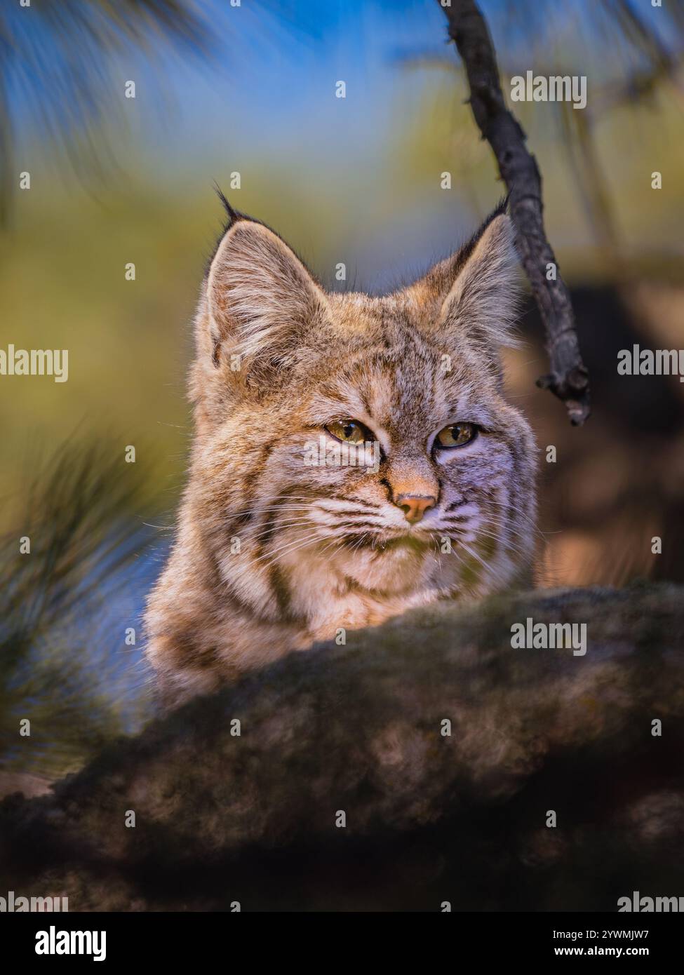 Cold Stare Bobcat Wallpapers Lynx And Bobcat | San Diego Zoo Animals