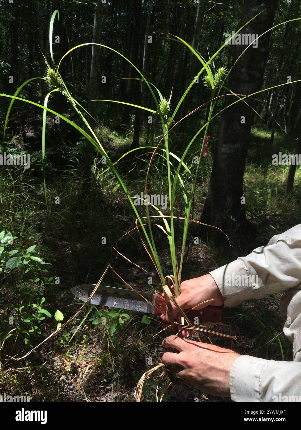 hop sedge (Carex lupulina Stock Photo - Alamy
