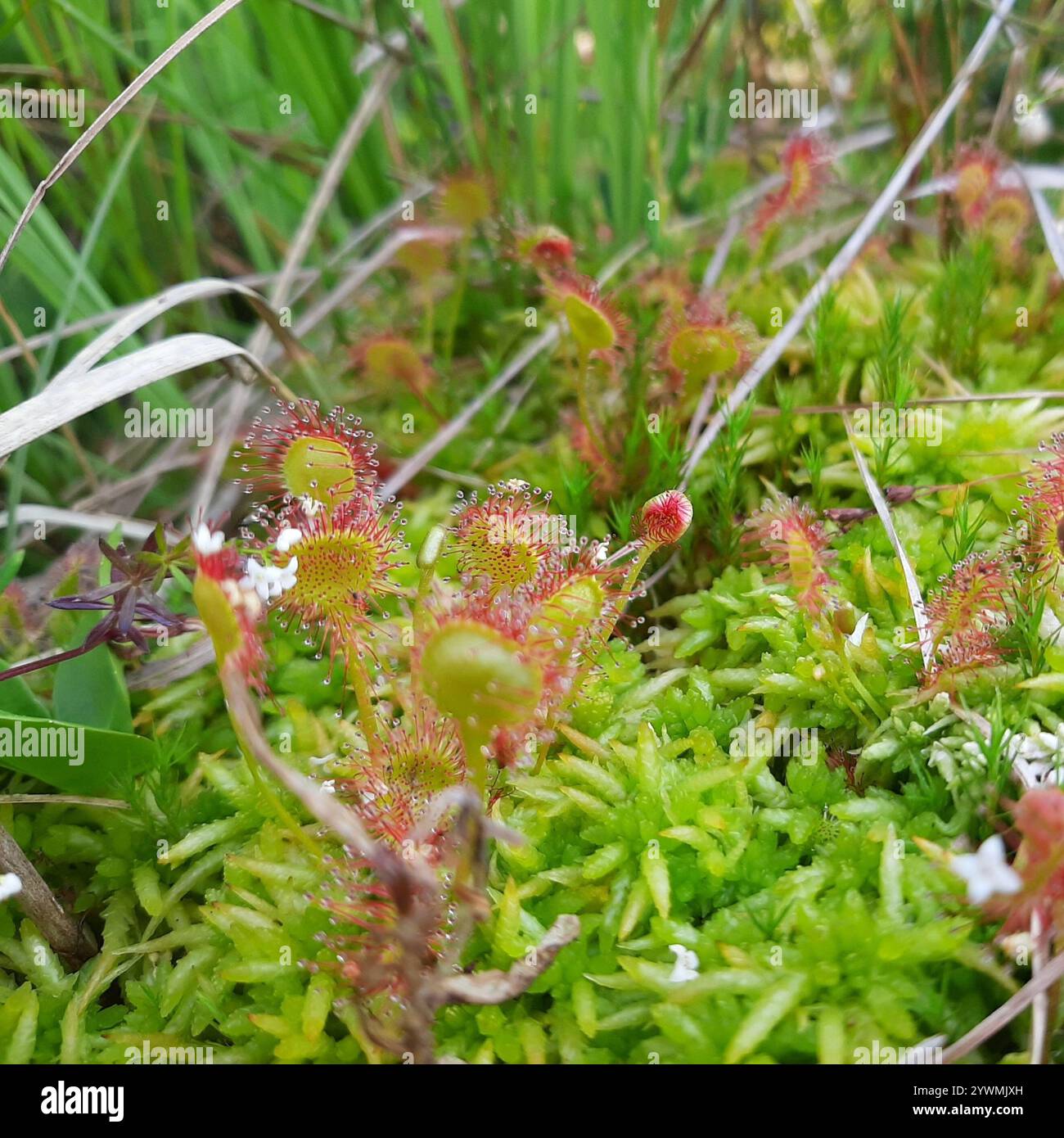 round-leaved sundew (Drosera rotundifolia Stock Photo - Alamy