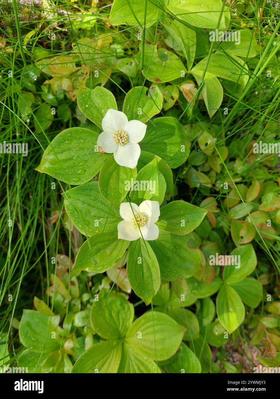 Canadian bunchberry (Cornus canadensis Stock Photo - Alamy