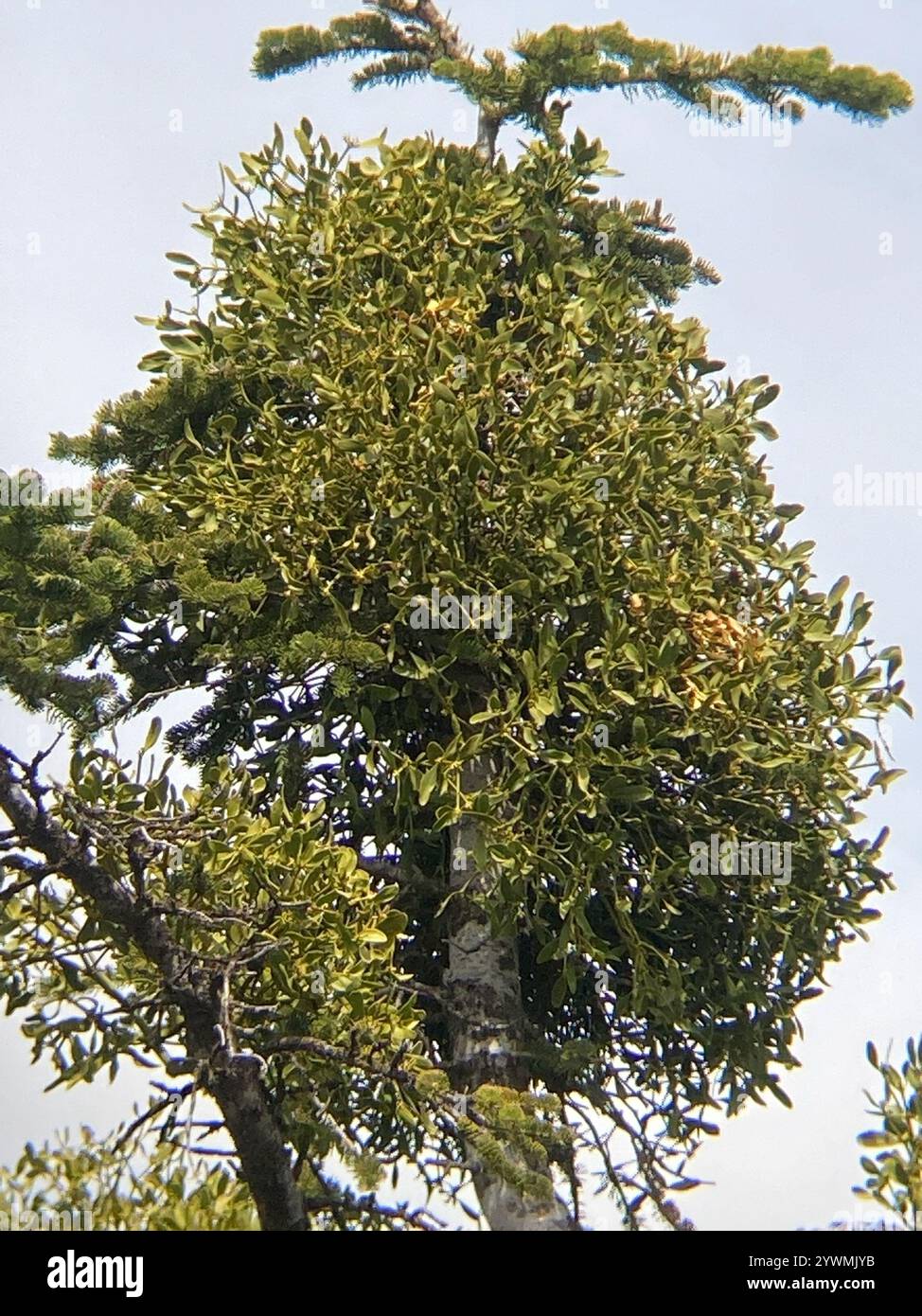 European mistletoe (Viscum album Stock Photo - Alamy