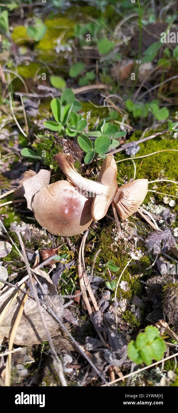 Lentinus substrictus hi-res stock photography and images - Alamy
