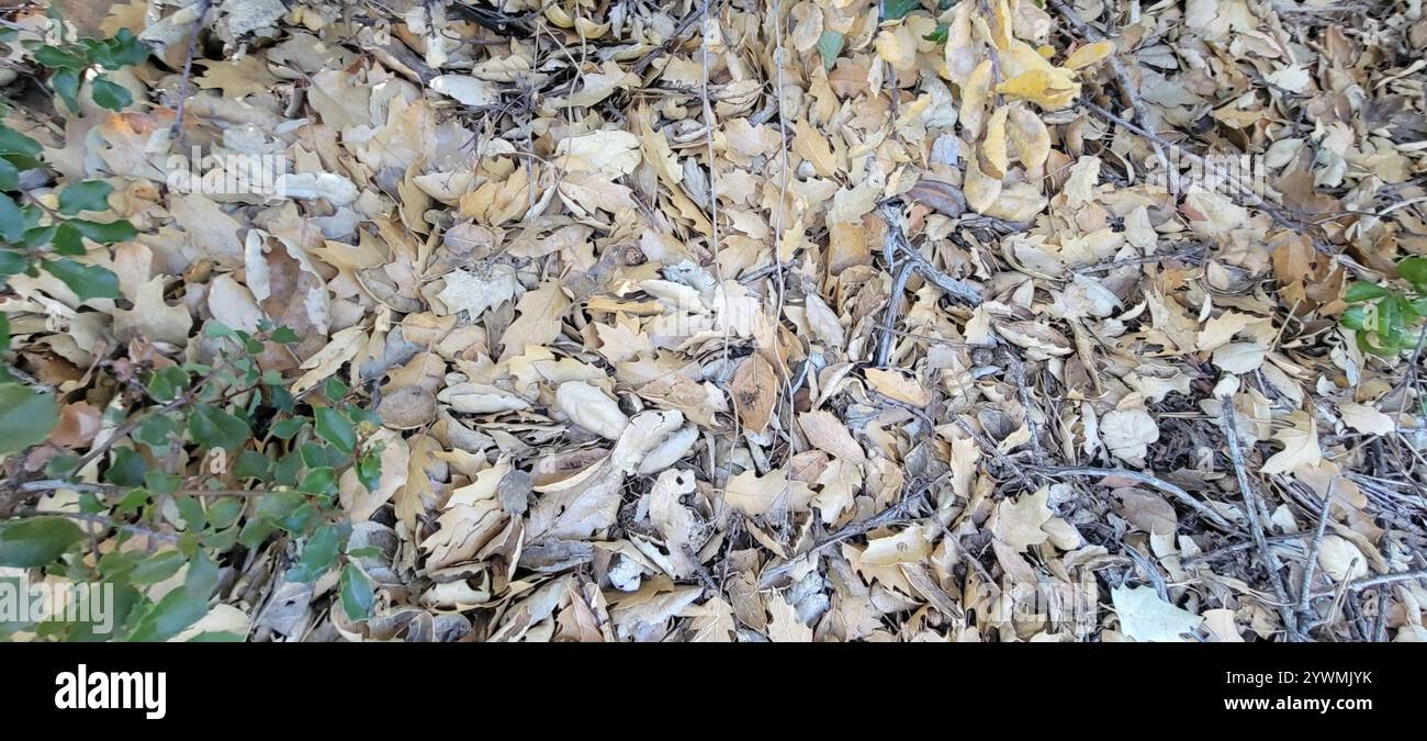 Oracle Oak (Quercus × morehus Stock Photo - Alamy