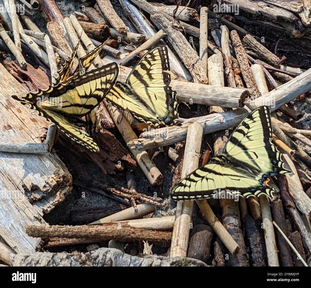 Canadian Tiger Swallowtail (Papilio canadensis Stock Photo - Alamy