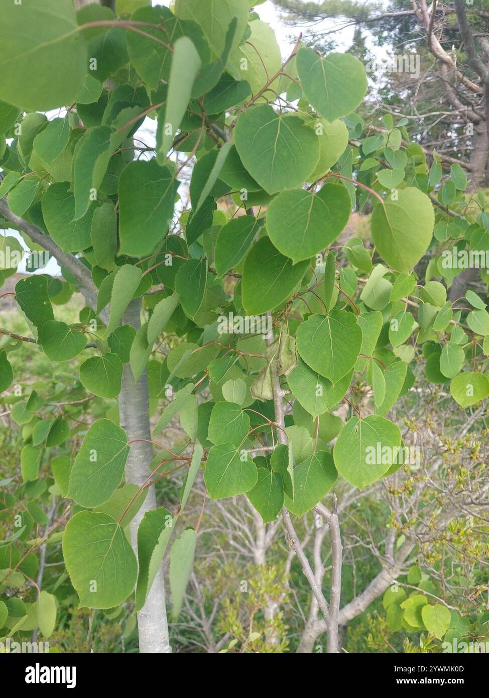 trembling aspen (Populus tremuloides Stock Photo - Alamy
