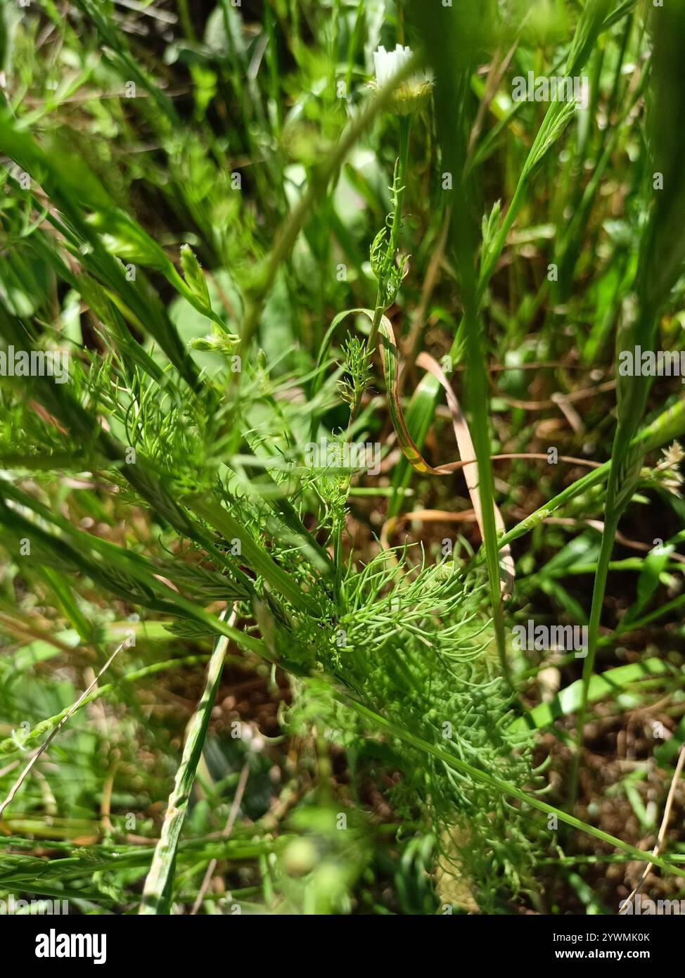 scentless mayweed (Tripleurospermum inodorum Stock Photo - Alamy