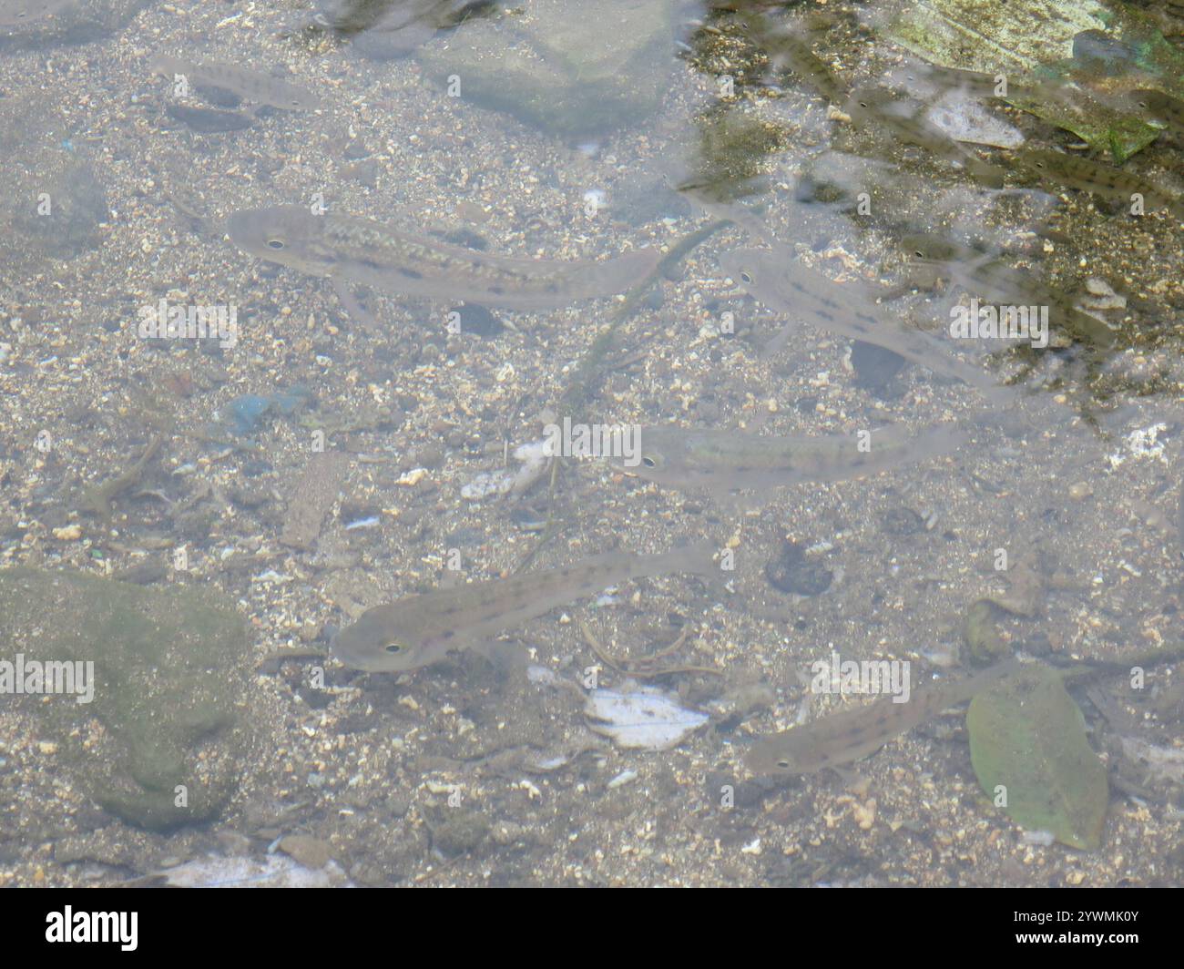 Mozambique Tilapia (Oreochromis mossambicus Stock Photo - Alamy