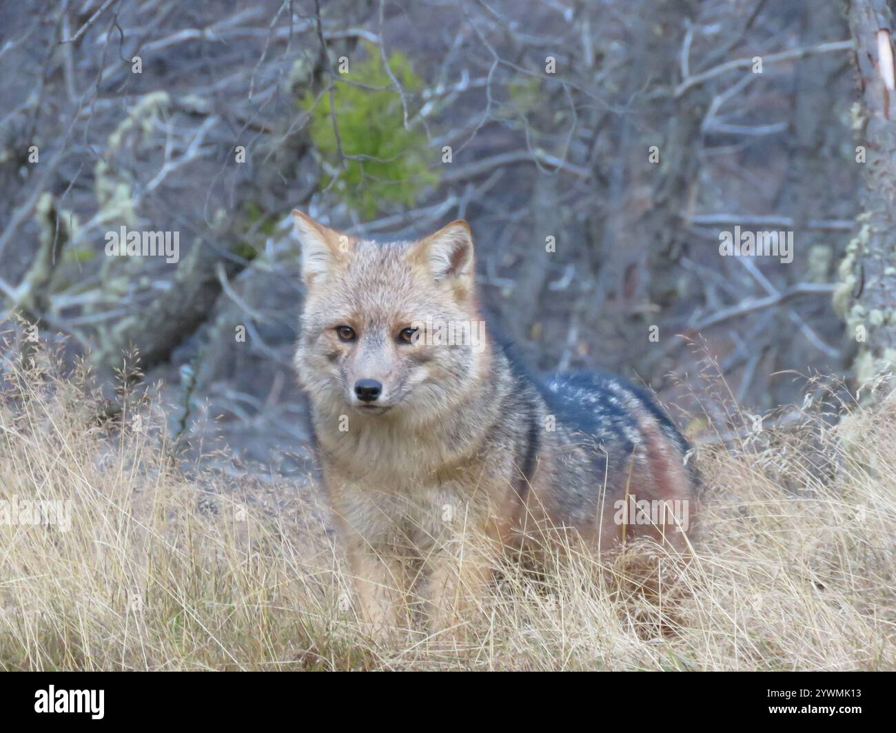Culpeo (Lycalopex culpaeus Stock Photo - Alamy