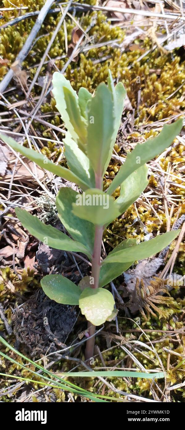 Orpine (Hylotelephium telephium Stock Photo - Alamy