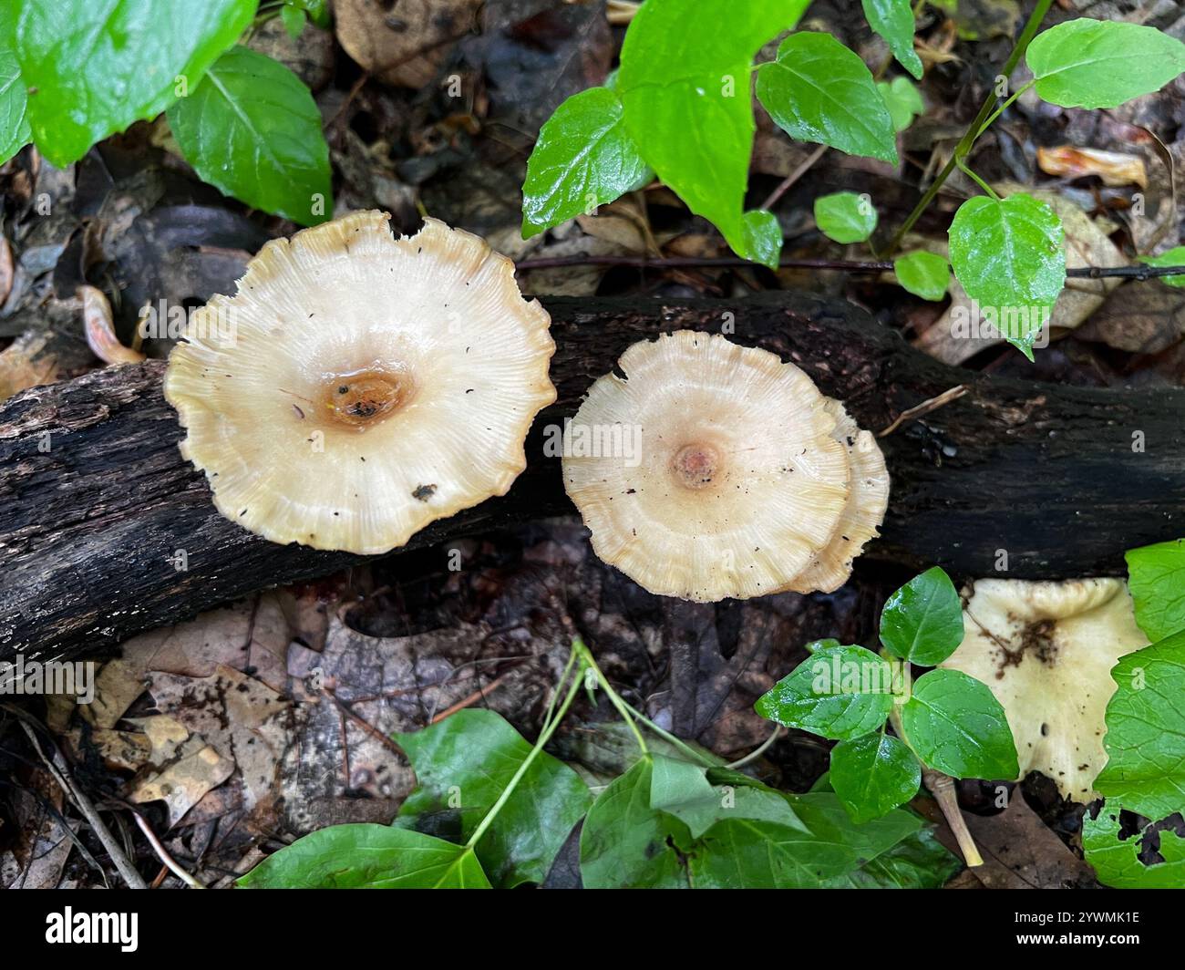 Lilac oysterling (Panus conchatus Stock Photo - Alamy
