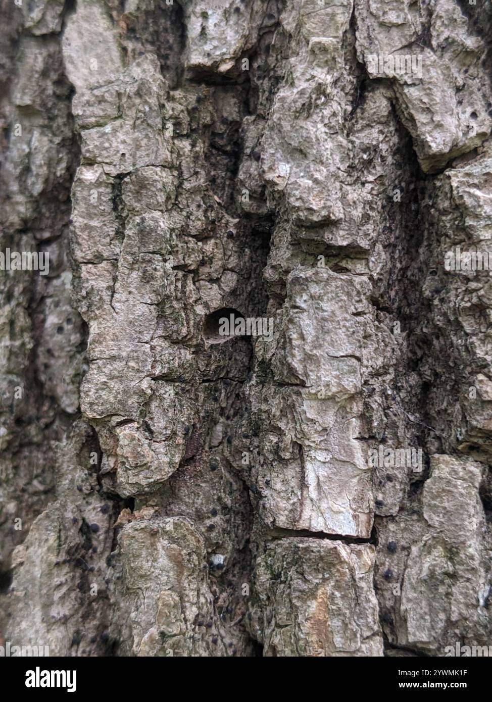 Emerald Ash Borer (Agrilus planipennis Stock Photo - Alamy