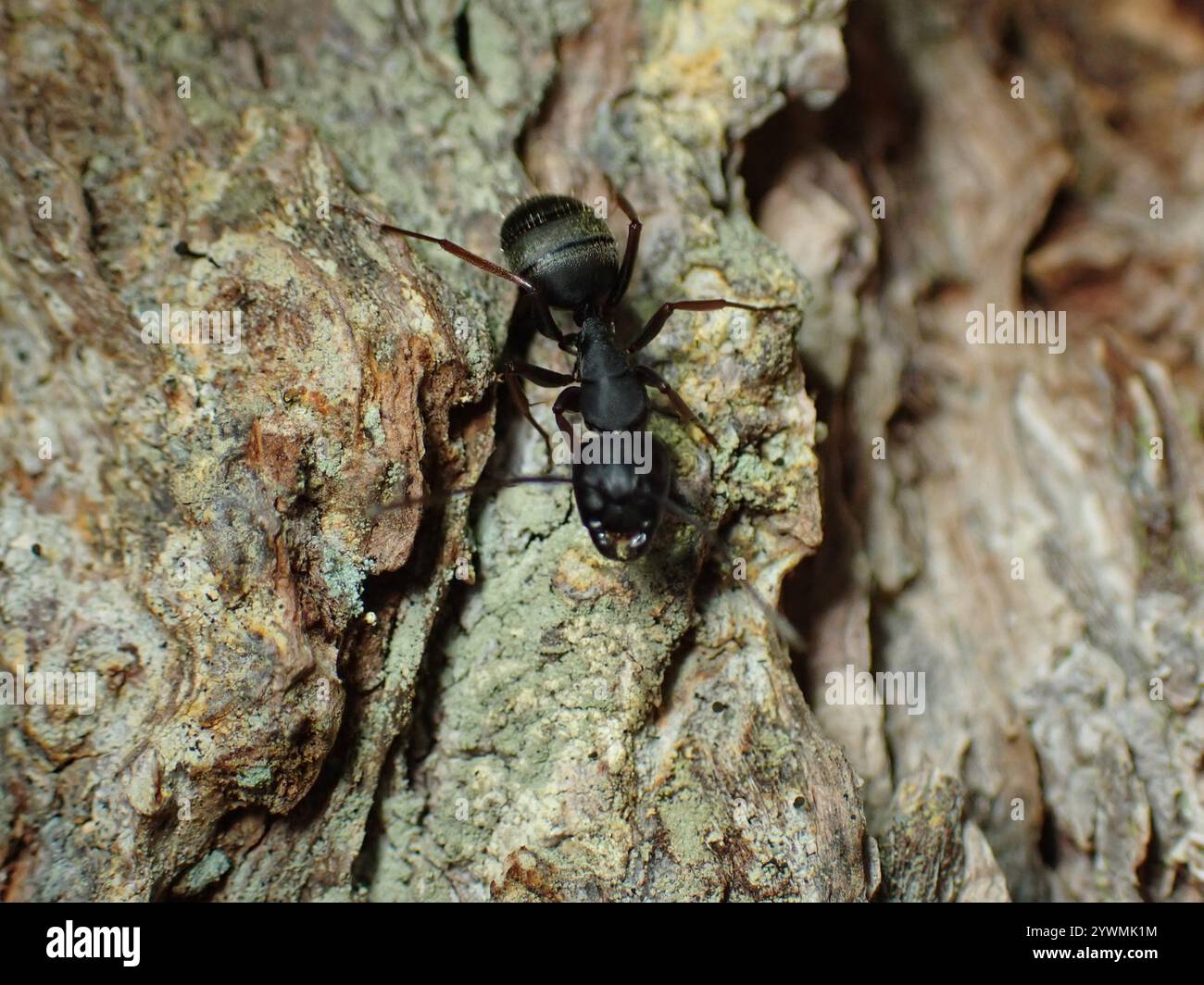 Western Black Carpenter Ant (Camponotus modoc Stock Photo - Alamy