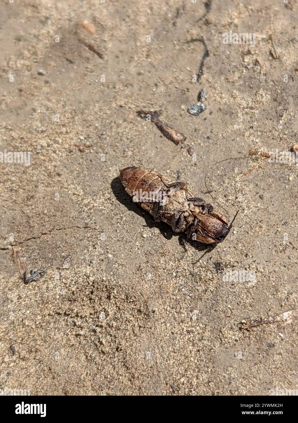 Short-horned Click Beetle (Danosoma brevicorne Stock Photo - Alamy