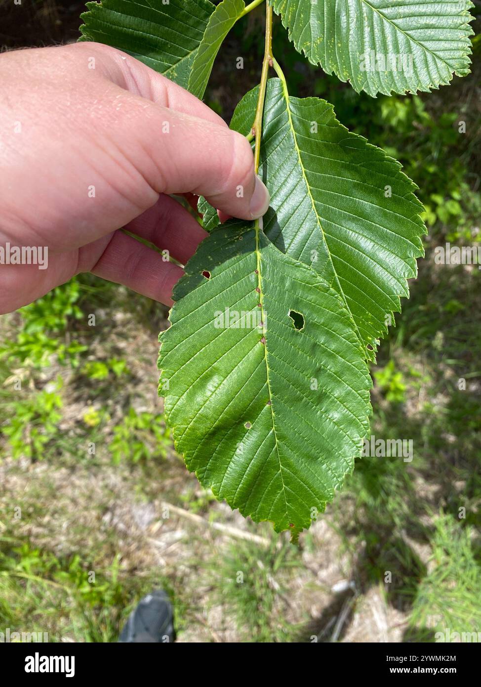 American elm (Ulmus americana Stock Photo - Alamy