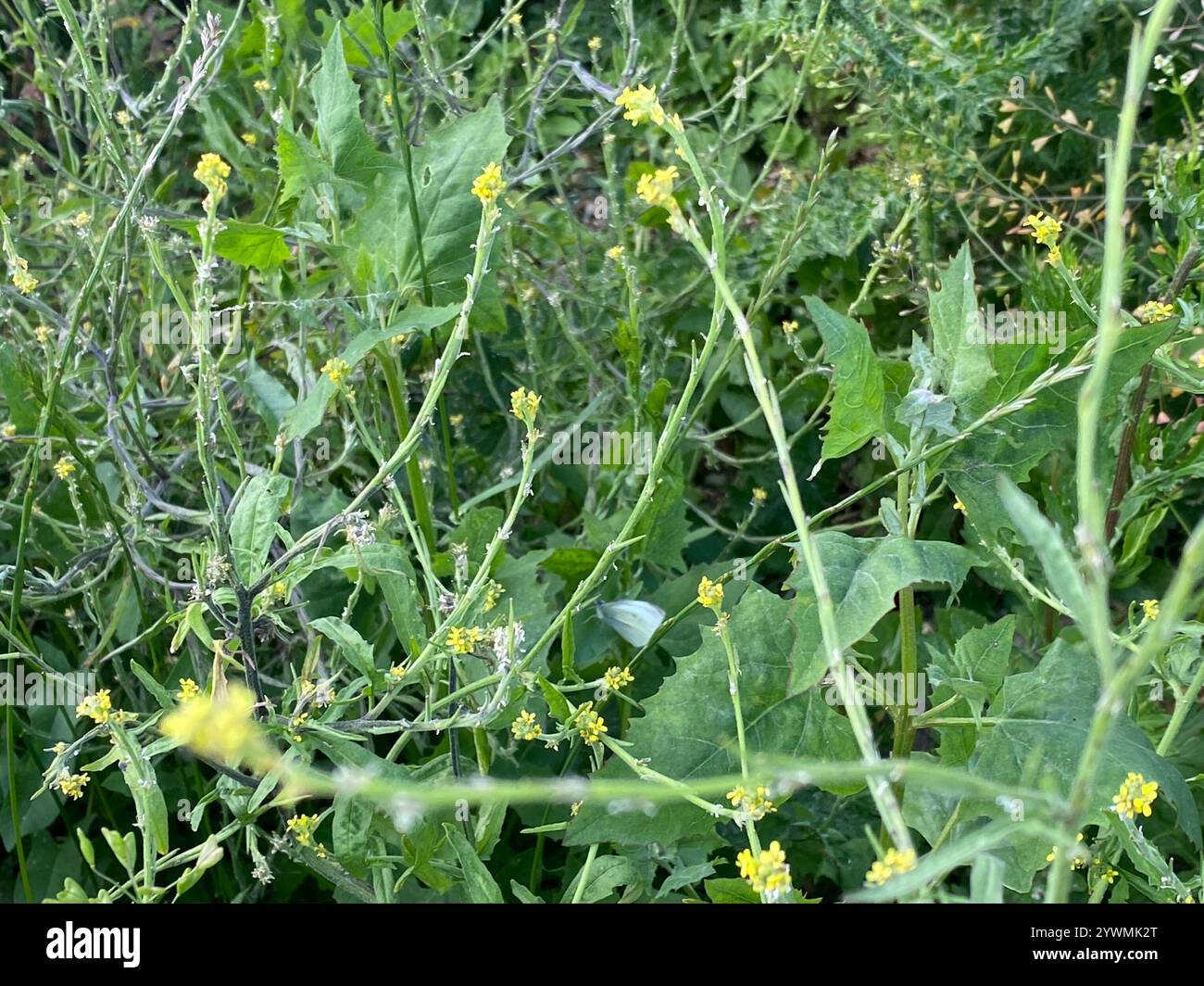 Hedge mustard (Sisymbrium officinale Stock Photo - Alamy