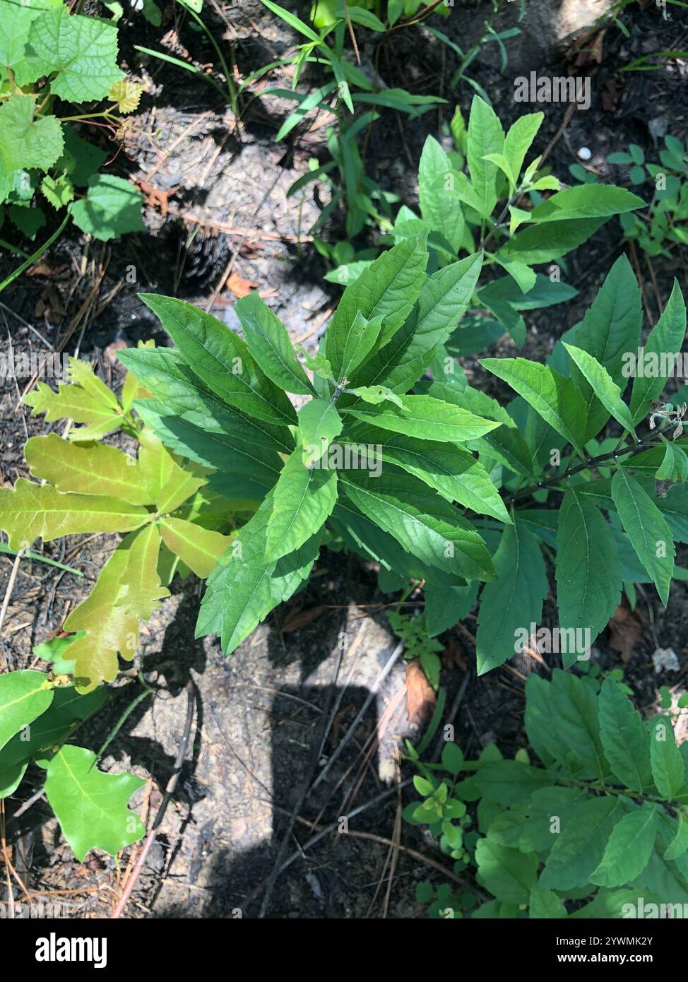Prairie Sage (Salvia azurea grandiflora Stock Photo - Alamy
