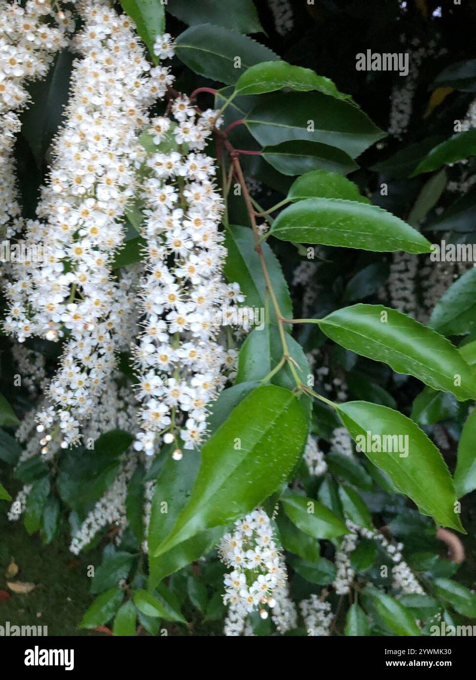 Portuguese laurel (Prunus lusitanica Stock Photo - Alamy