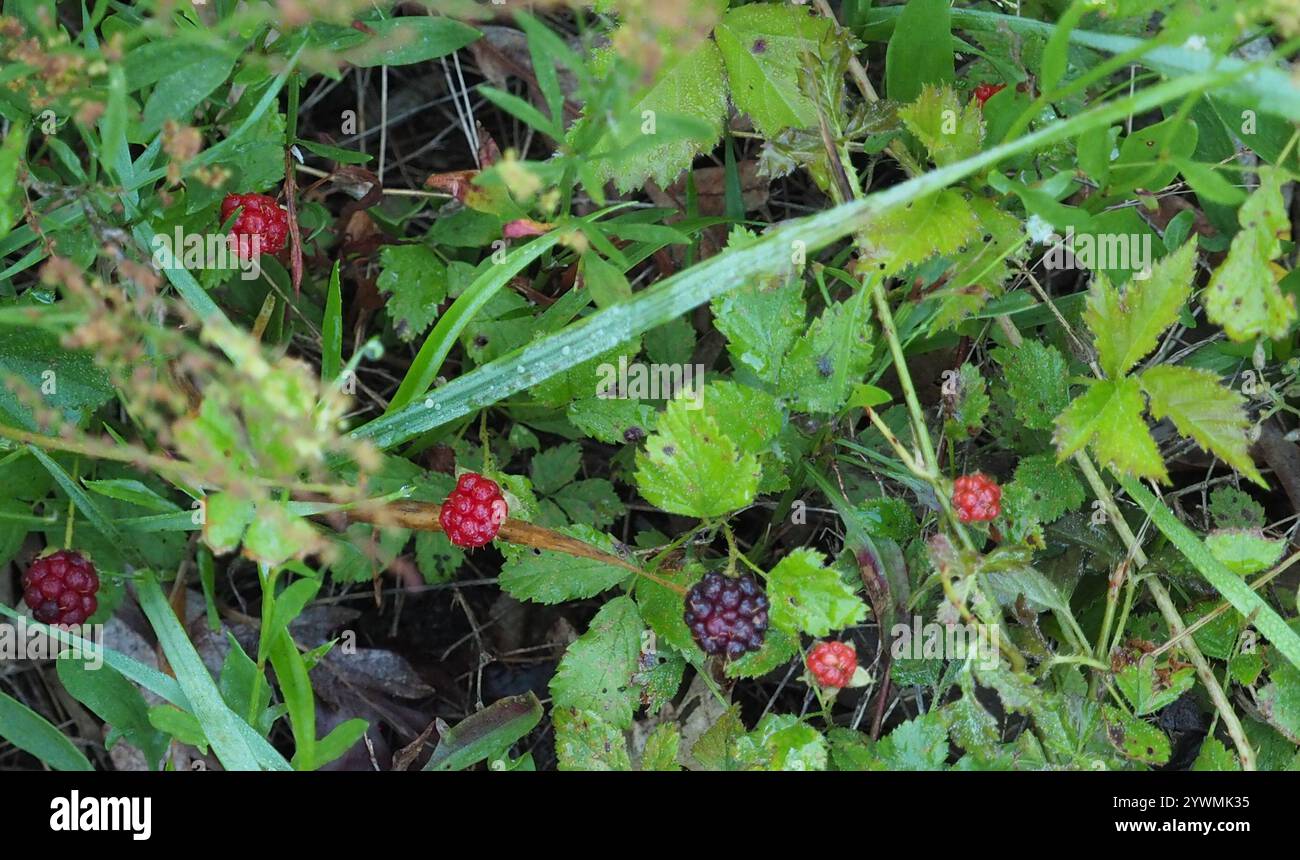 Common Dewberry (Rubus flagellaris Stock Photo - Alamy