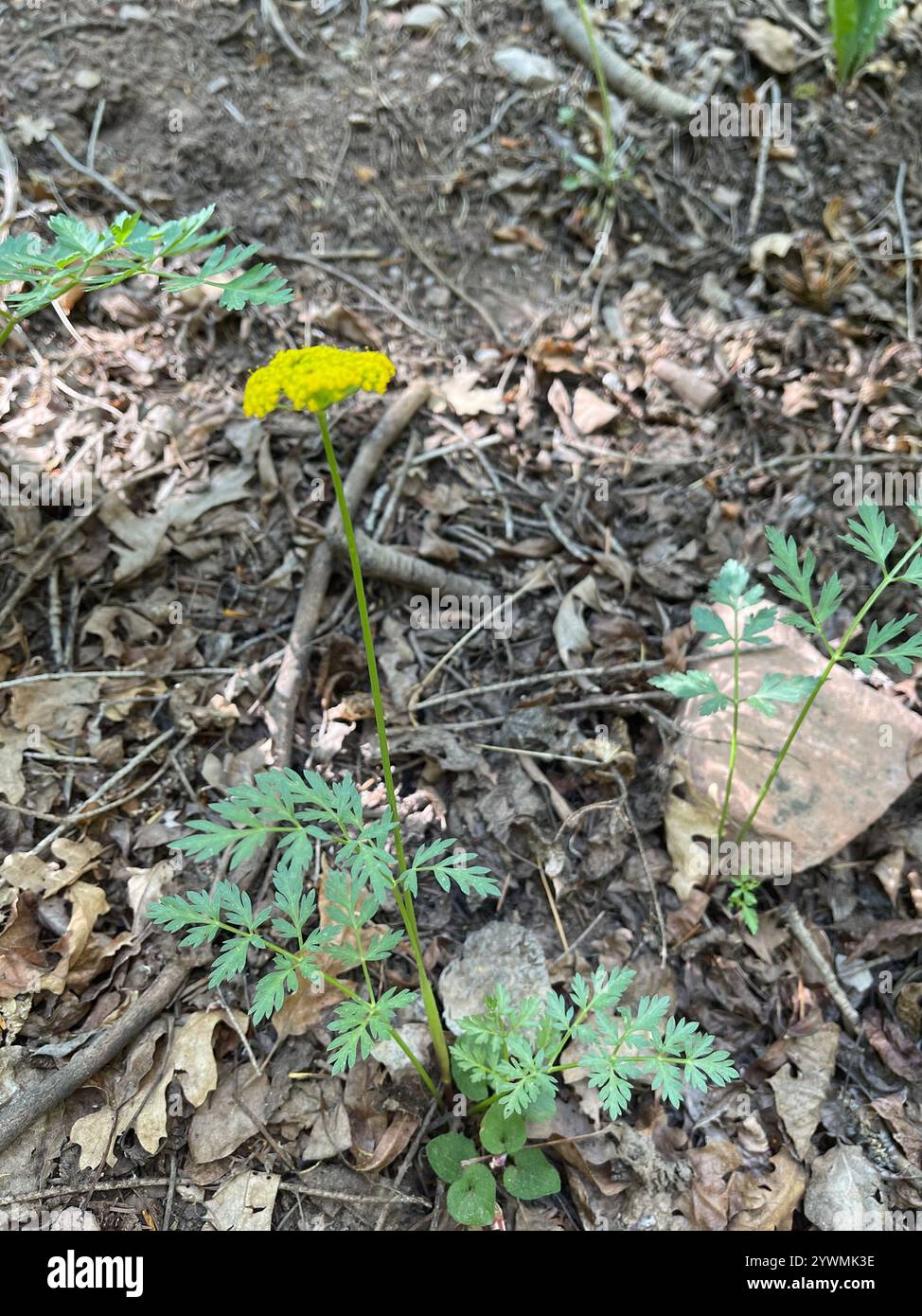 carrot family (Apiaceae Stock Photo - Alamy
