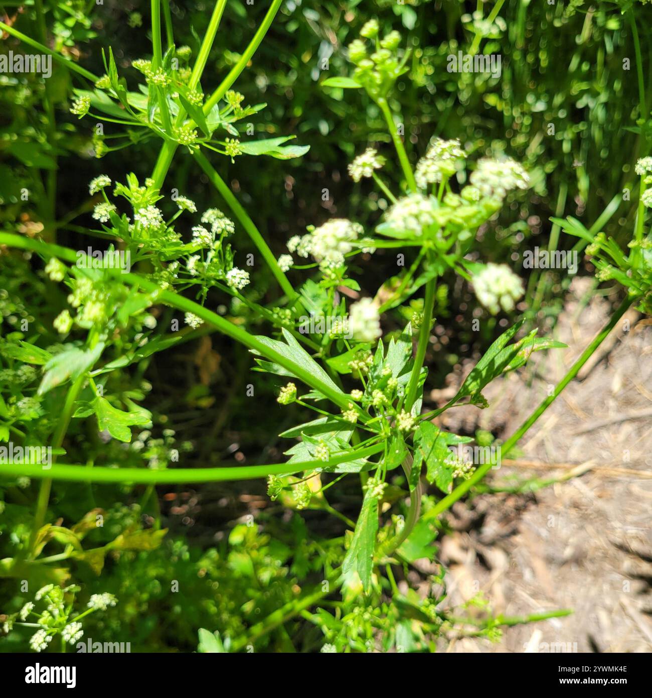 Celery (Apium graveolens Stock Photo - Alamy
