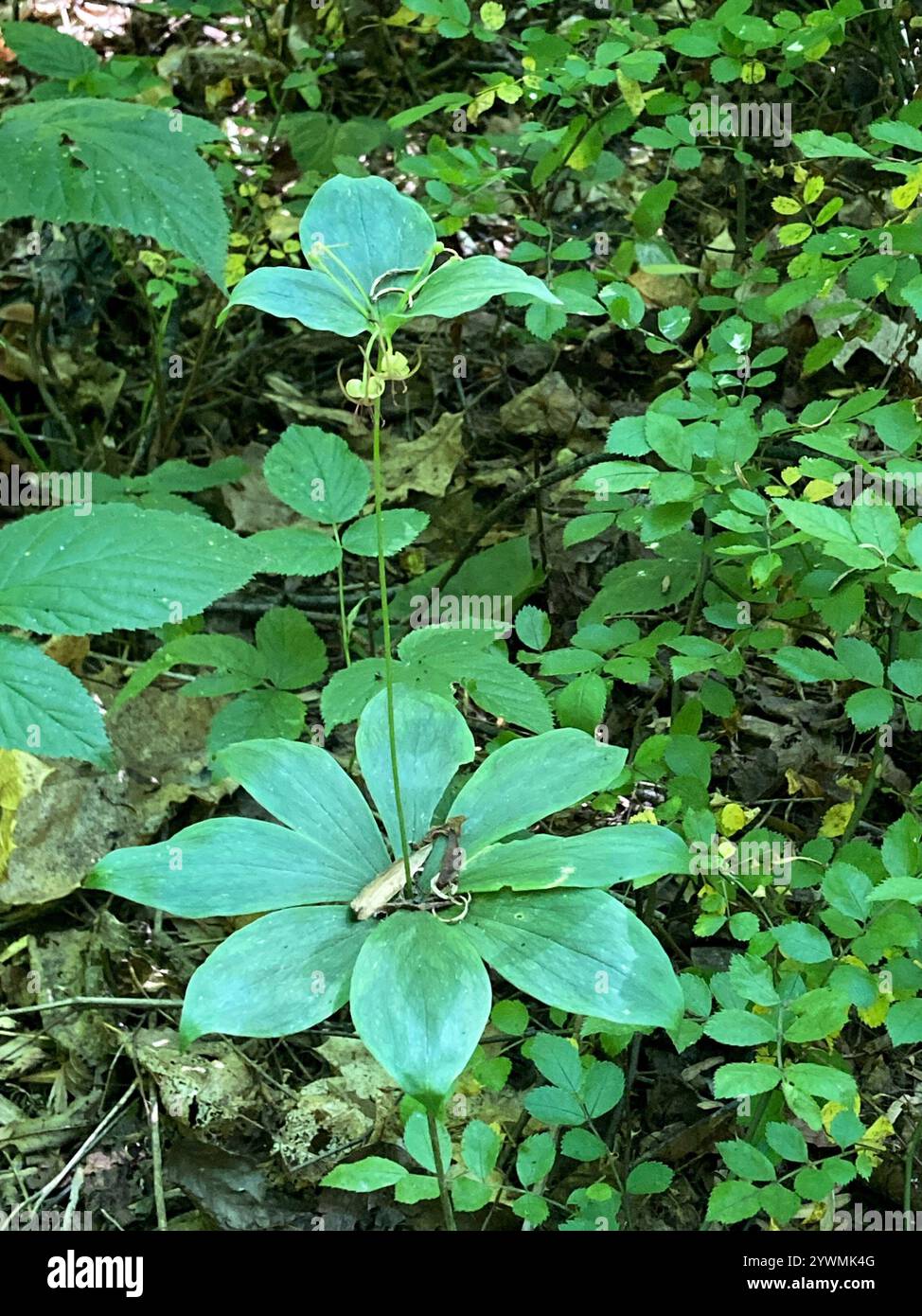 Cucumber Root (Medeola virginiana Stock Photo - Alamy