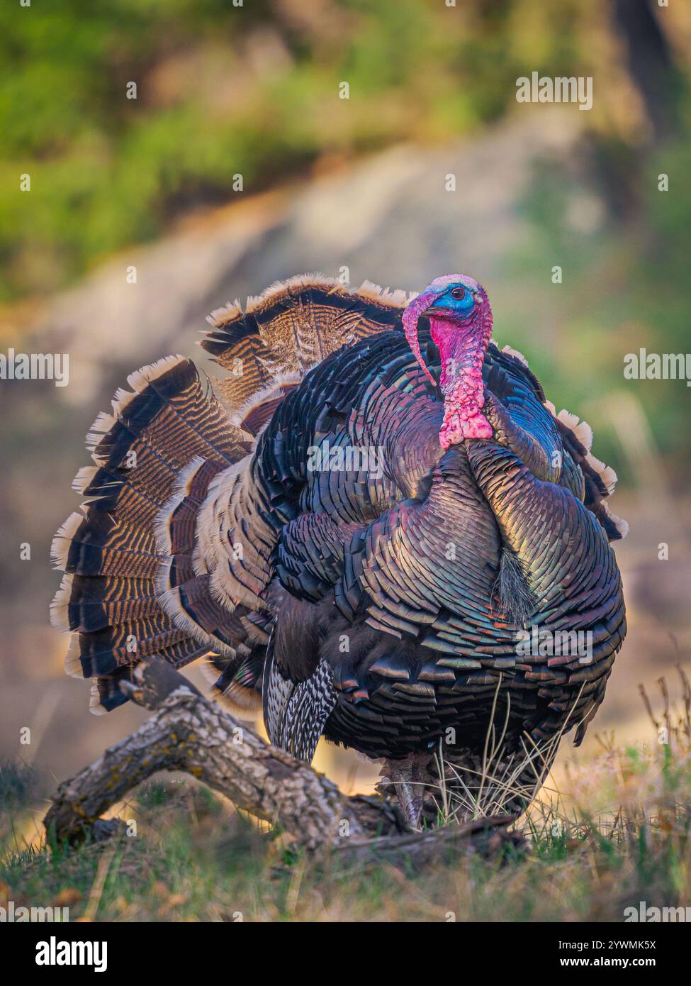 big trophy strutting tom turkey in a meadow in the spring Stock Photo ...