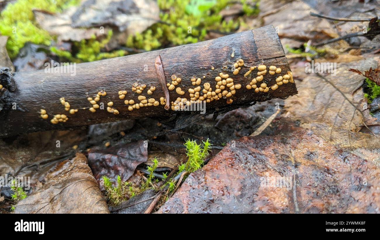 slime molds (Mycetozoa Stock Photo - Alamy