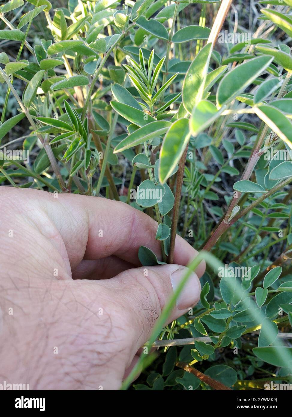 Boreal Sweet-vetch (Hedysarum boreale Stock Photo - Alamy